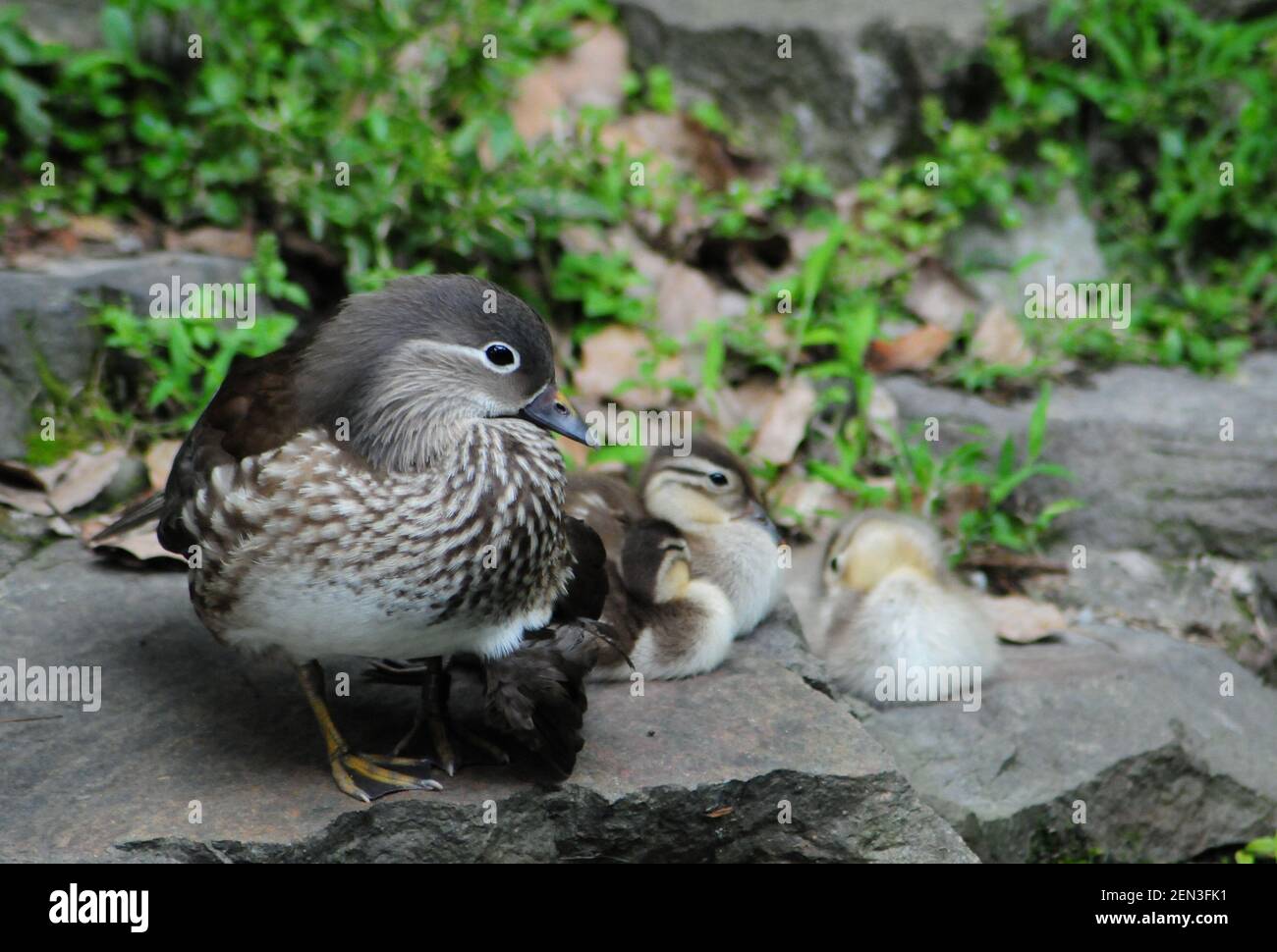 Hangzhou, CHINA-Although the mother mandarin duck is hurt by a cat, the ...