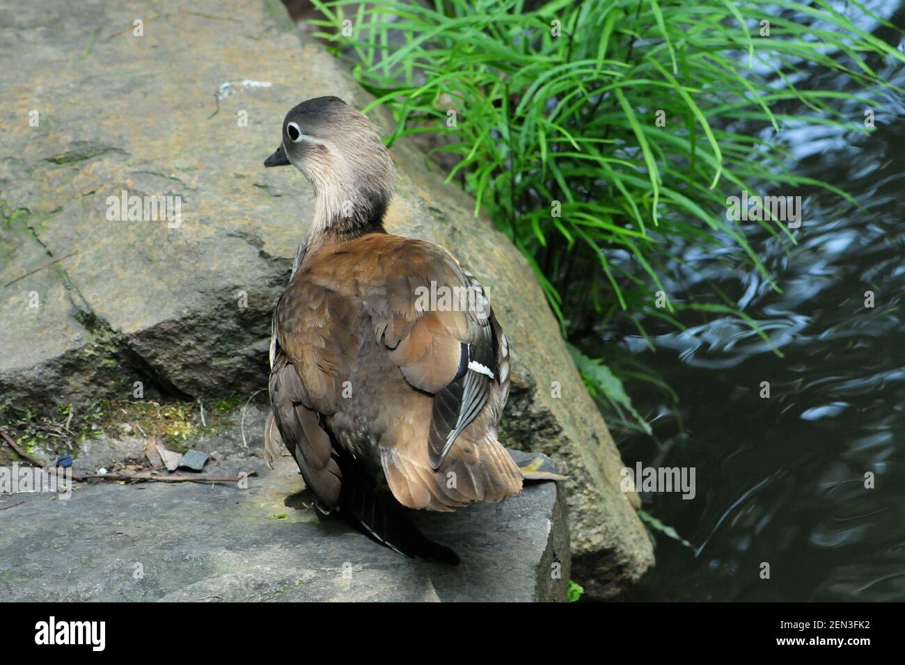 Hangzhou, CHINA-Although the mother mandarin duck is hurt by a cat, the ...