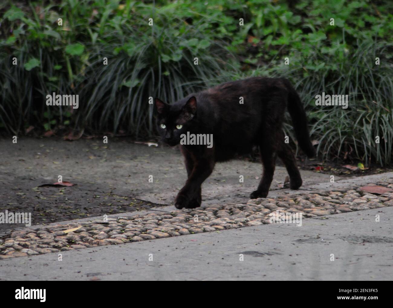 Hangzhou, CHINA-Although the mother mandarin duck is hurt by a cat, the ...