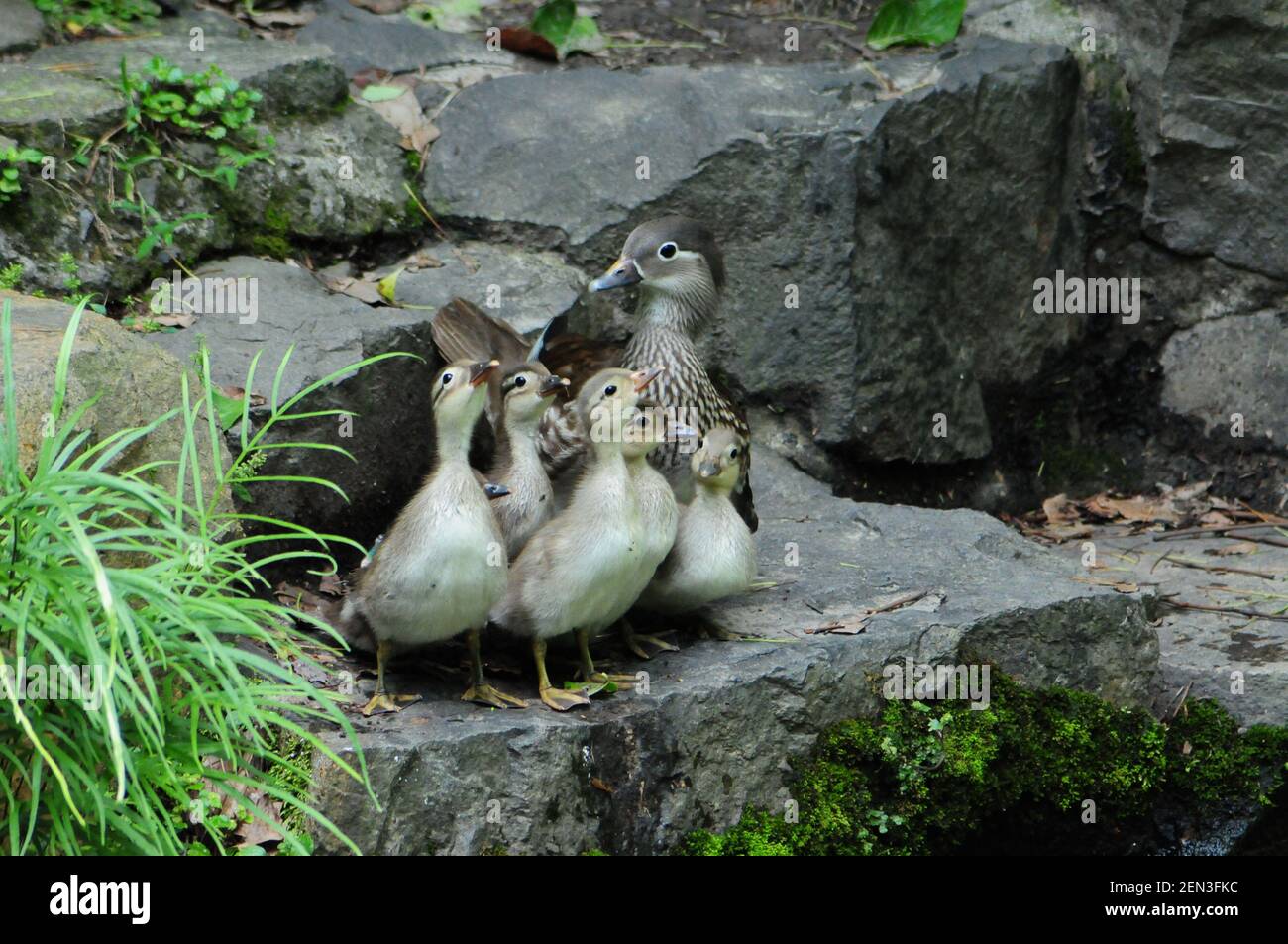 Hangzhou, CHINA-Although the mother mandarin duck is hurt by a cat, the ...
