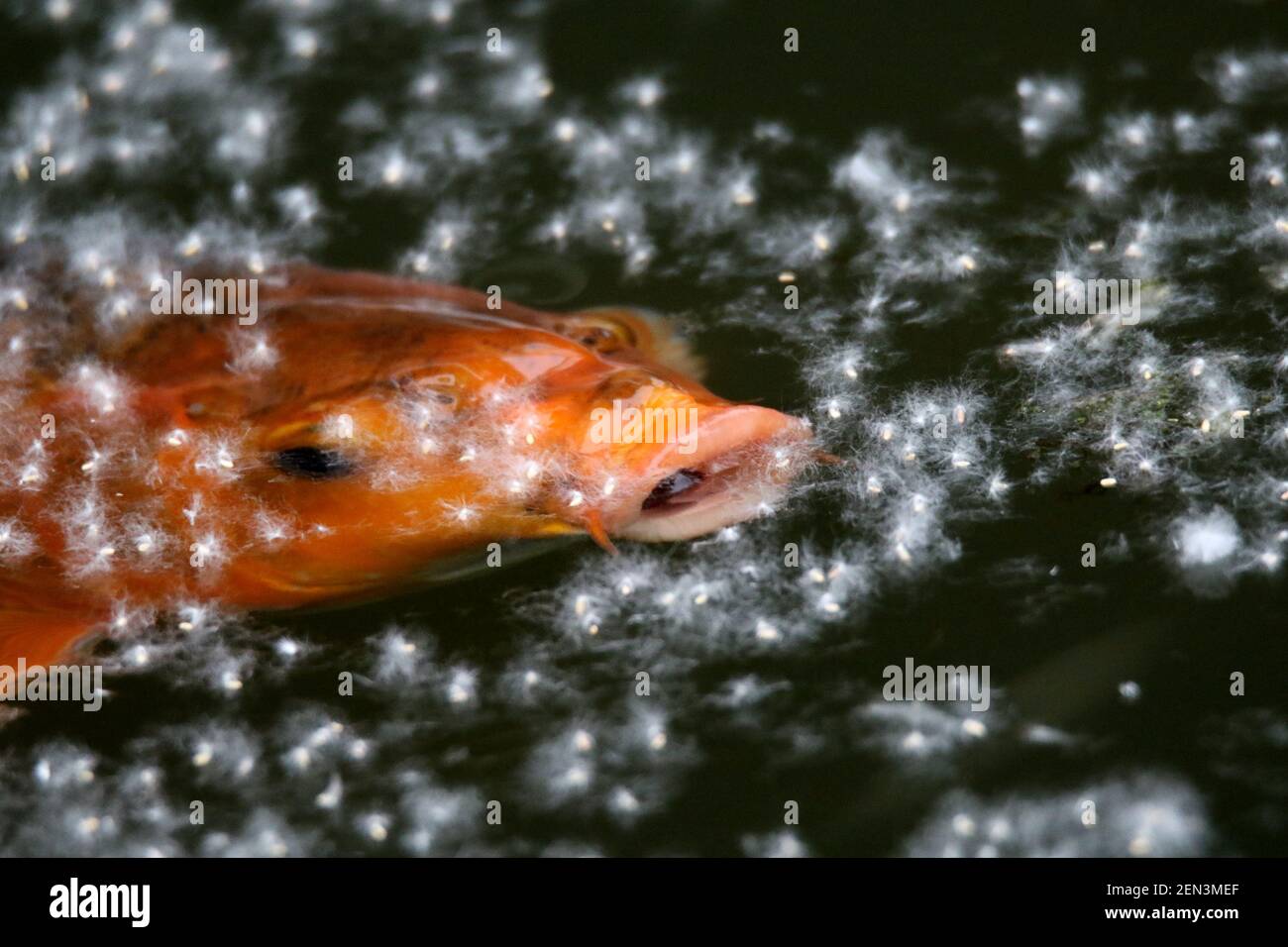 The koi fish eats willow fluffy catkins covering on a lake at a park in ...