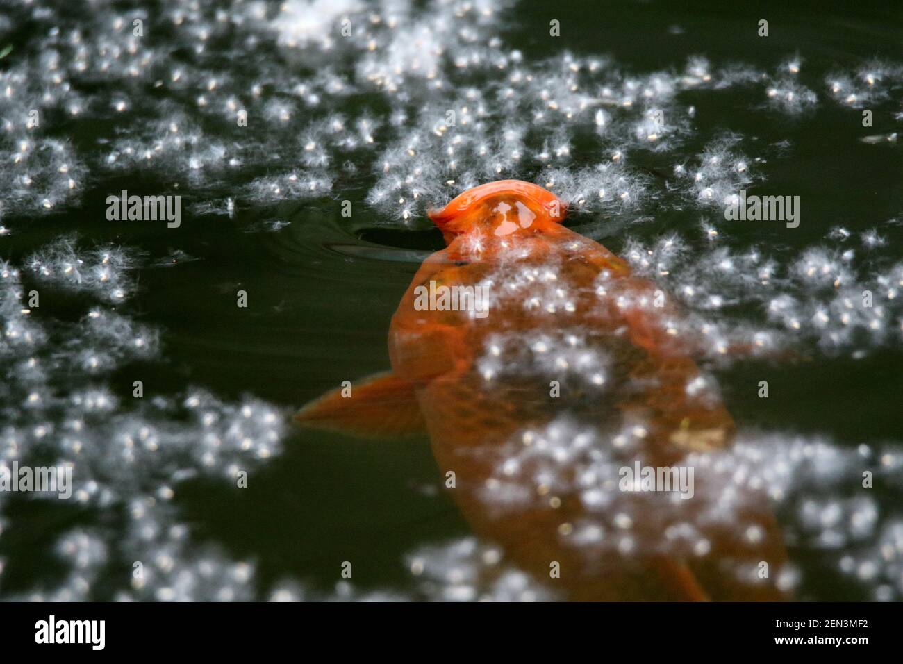 The koi fish eats willow fluffy catkins covering on a lake at a park in ...