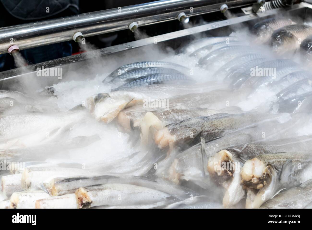freezing fresh fish supermarket delicious sea delivery products storage ...