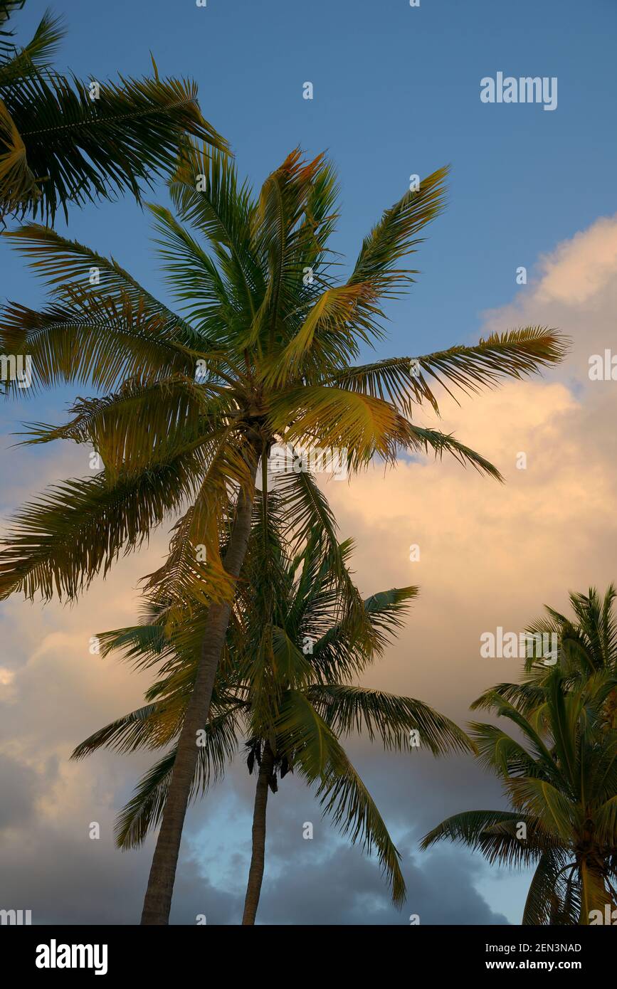 Palm trees, Spanish Town, Virgin Gorda, British Virgin Islands Stock ...