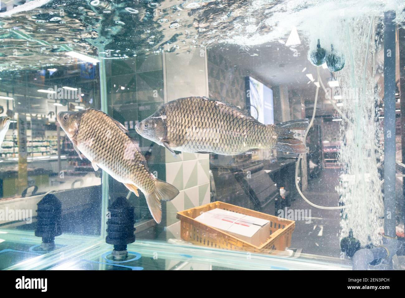 live fish freshly cooked in the aquarium supermarket marketing Stock ...