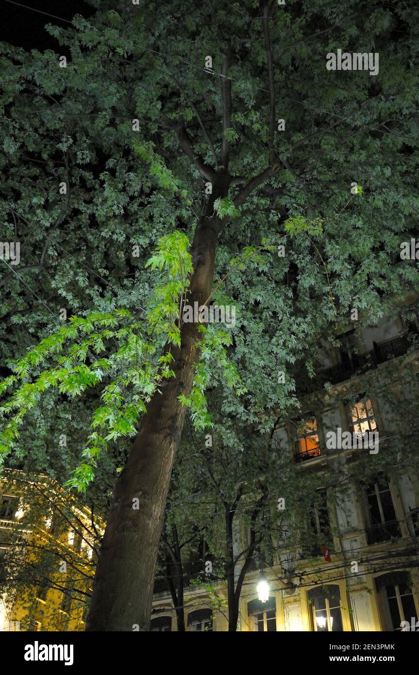 Tree at night Stock Photo - Alamy