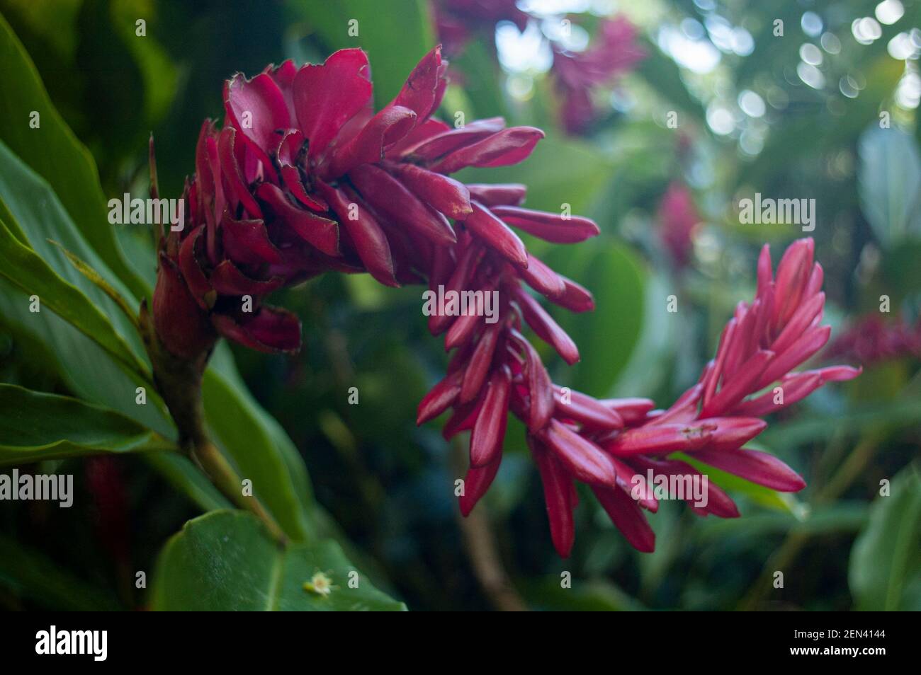 Apinia tropical flower with bright blood red leaves, abstract jungle ...