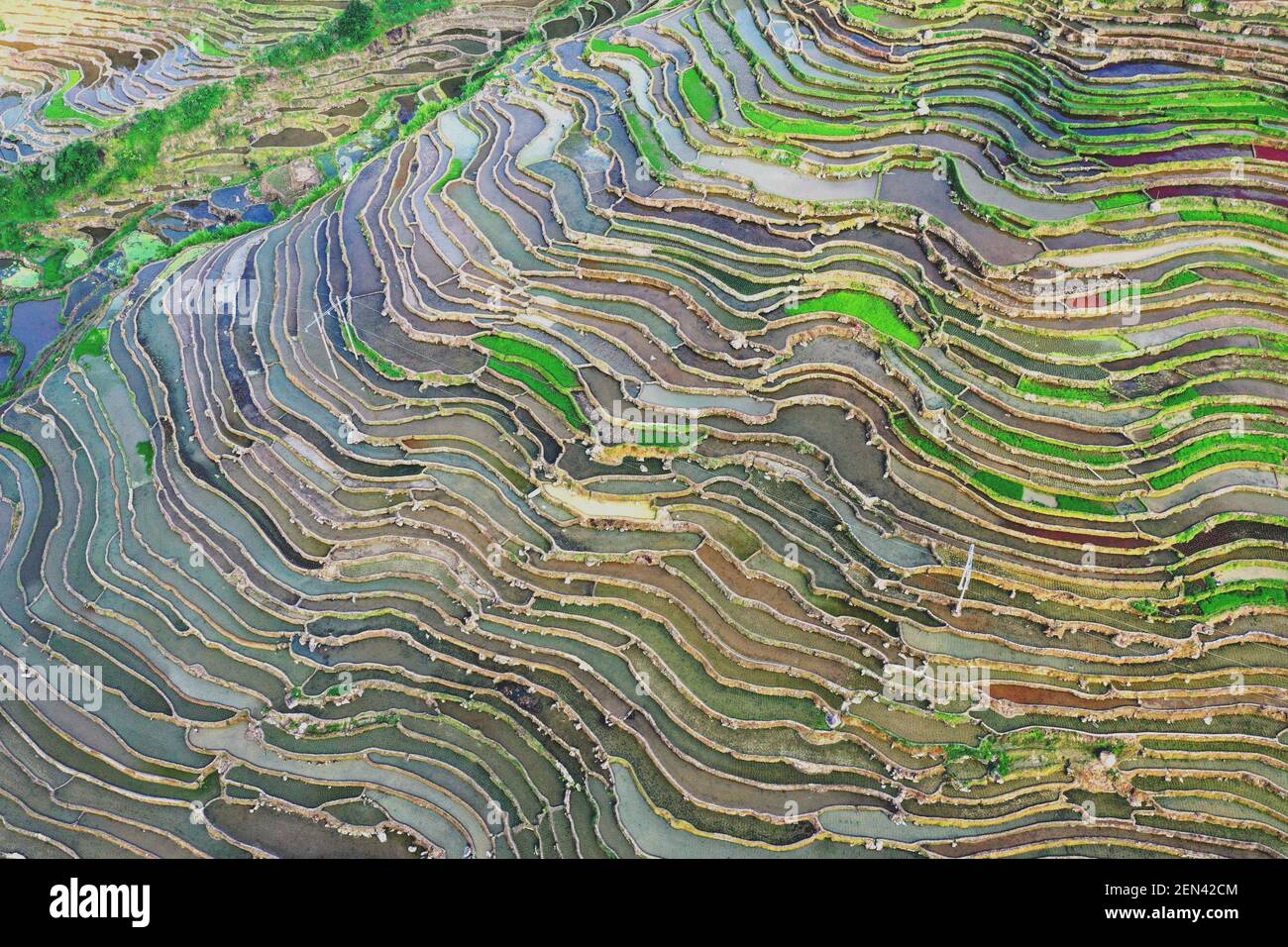 Congjiang, CHINA-Terraced fields in Congjiang, southwest Chinaâ€™s ...