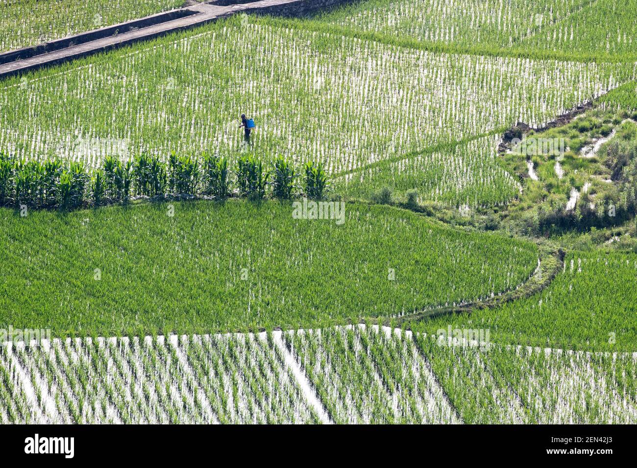 Chongqing, CHINA-Peasants are busy with summer farming in southwest ...