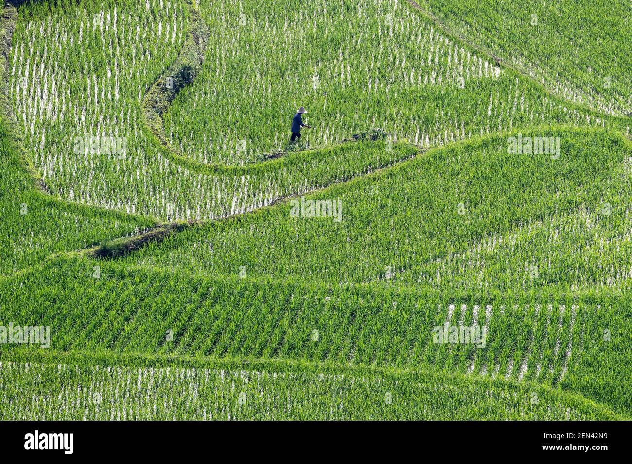 Chongqing, CHINA-Peasants are busy with summer farming in southwest ...