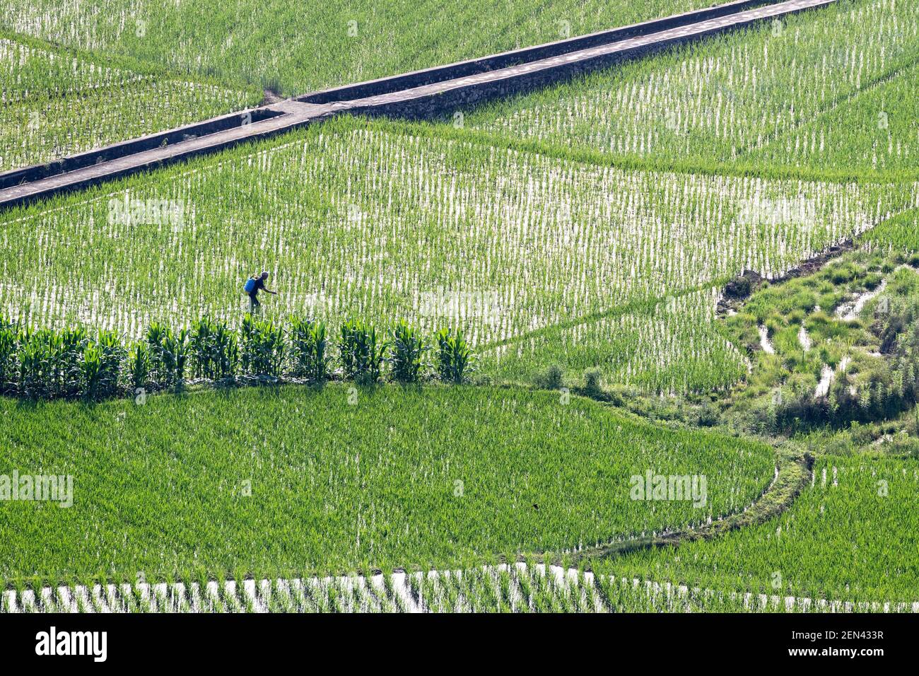 Chongqing, CHINA-Peasants are busy with summer farming in southwest ...