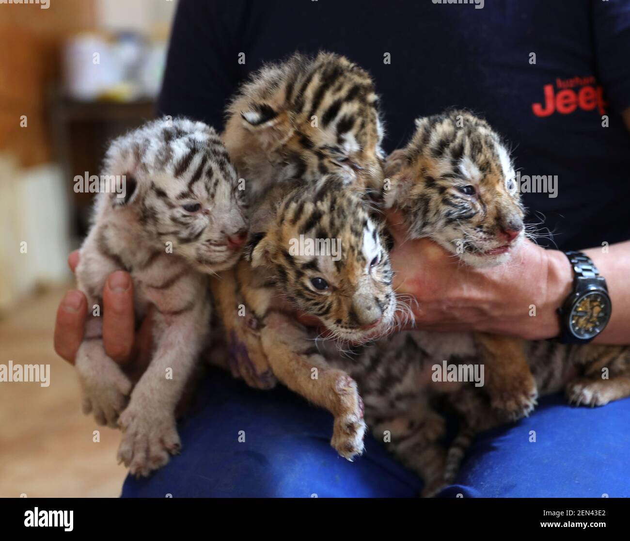 A rare white Bengal tiger cub along with three Bengal tiger cubs are ...