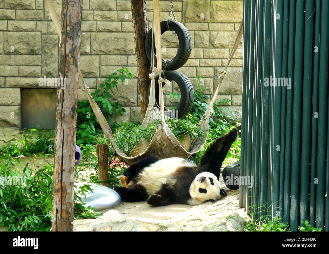 A giant panda sprawls its limbs as it sleeps at the Beijing zoo in ...