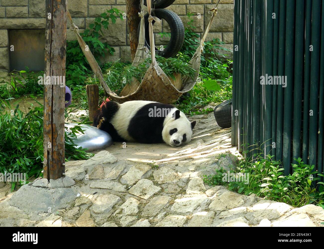 A giant panda sprawls its limbs as it sleeps at the Beijing zoo in ...