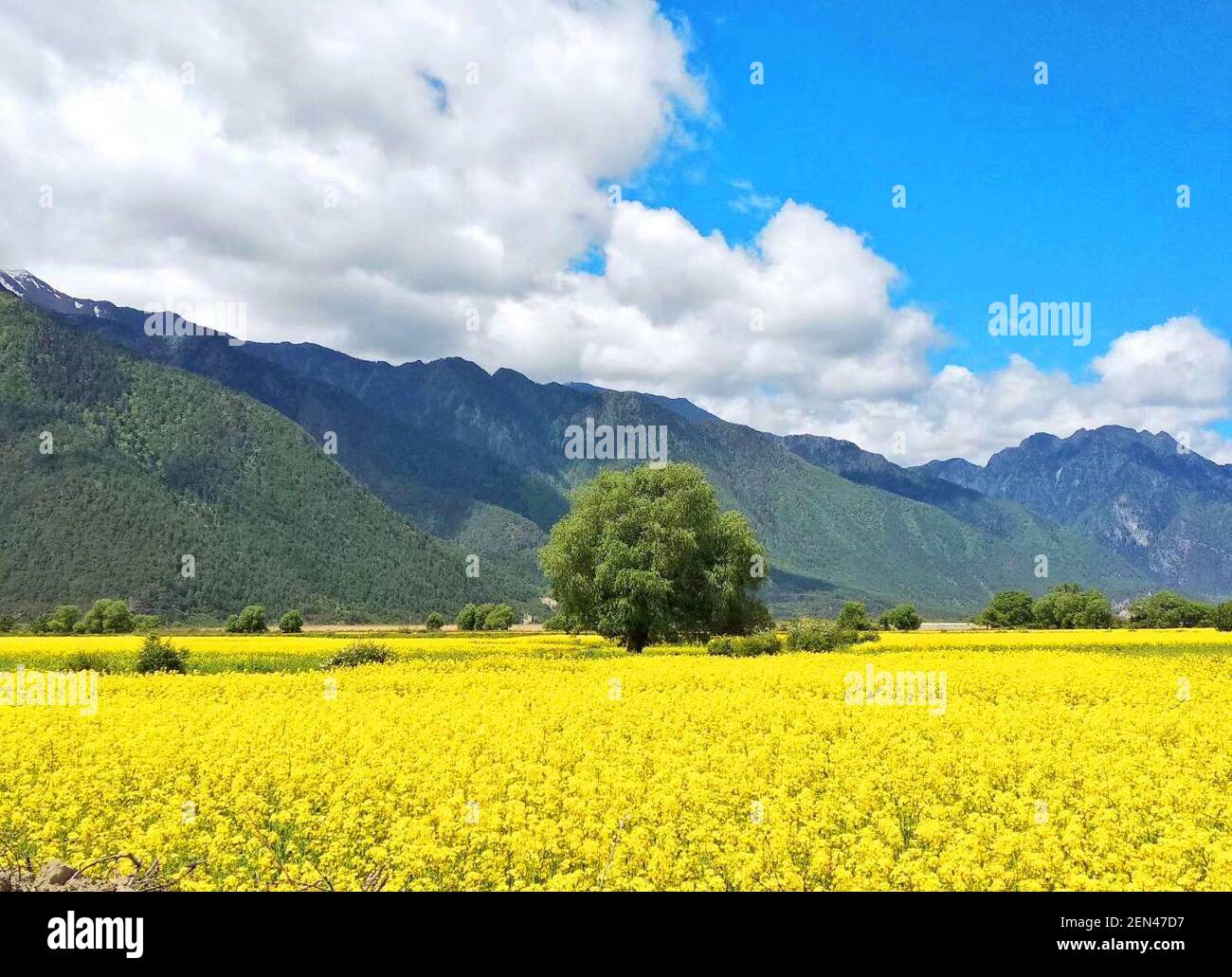 Nyingchi, CHINA-Stunning scenery of Nyingchi in southwest Chinaâ€™s ...