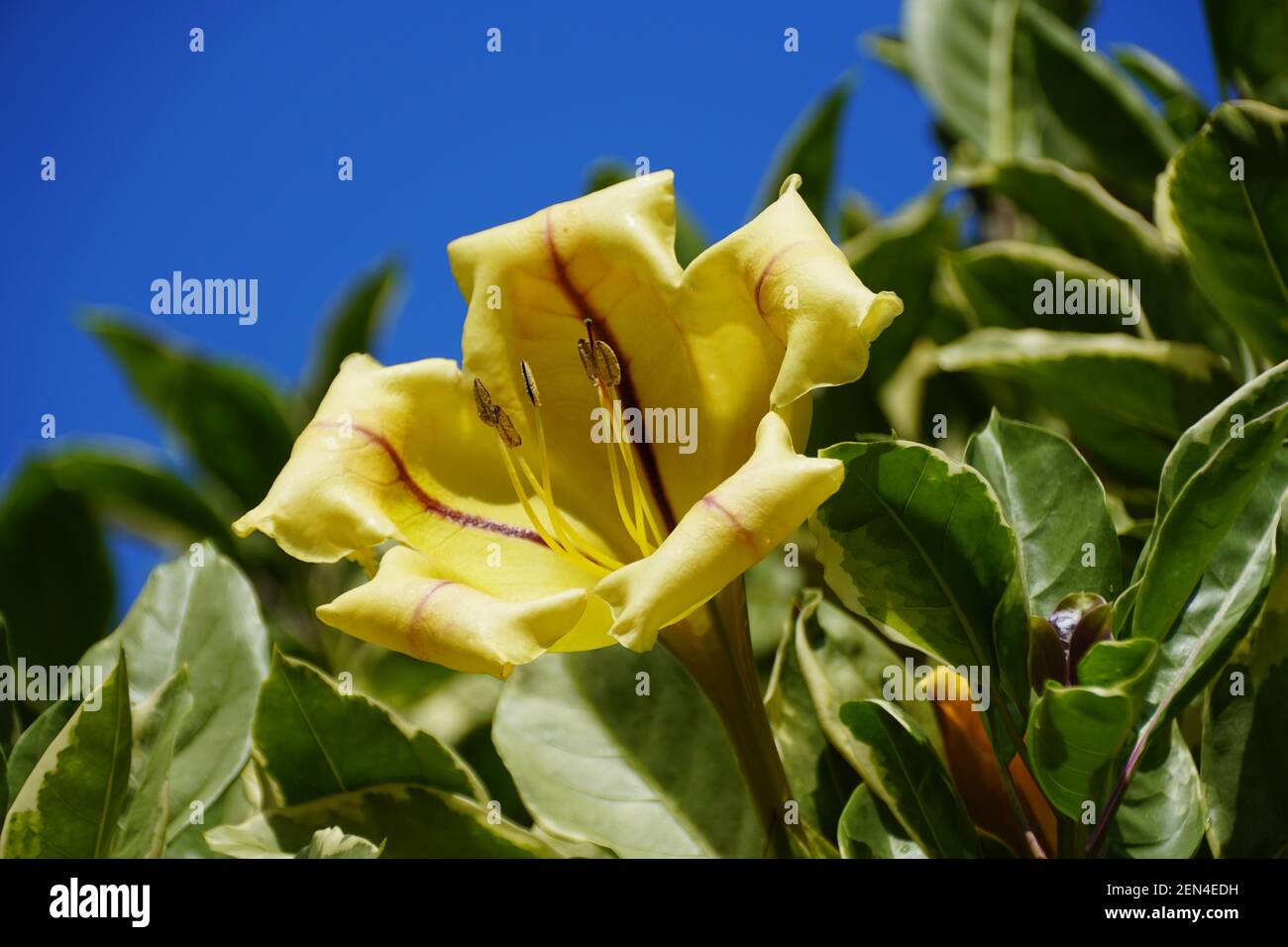 Yellow Chalice Vine flower with background of blue sky, also known as ...
