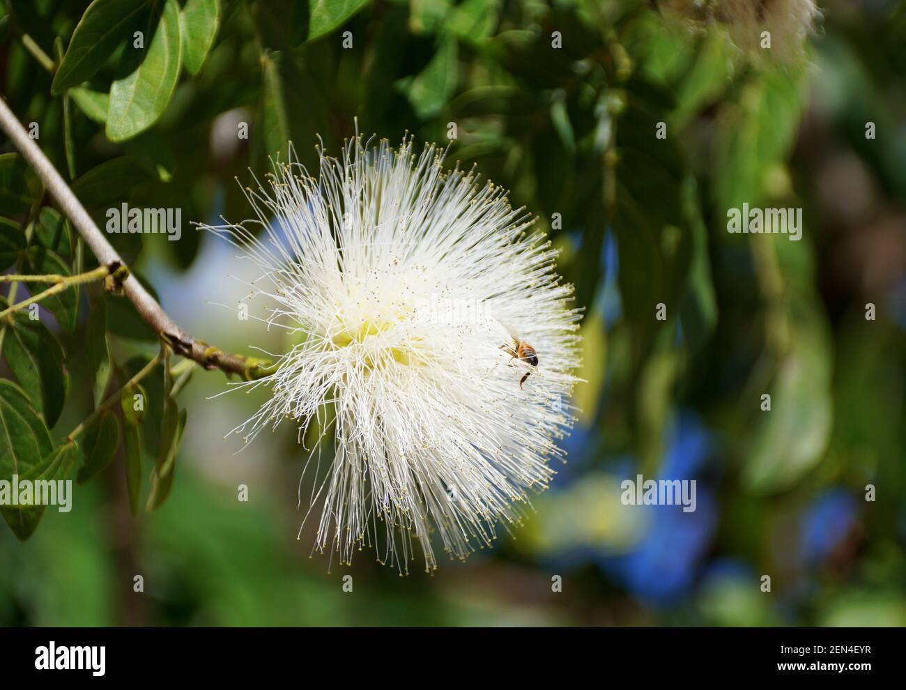 Powder puff tree hi-res stock photography and images - Alamy