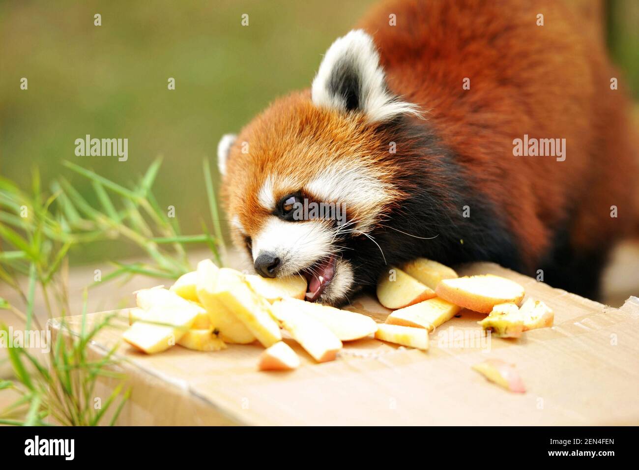 The wild animals are eating Zongzi to welcome the dragon boat festival ...