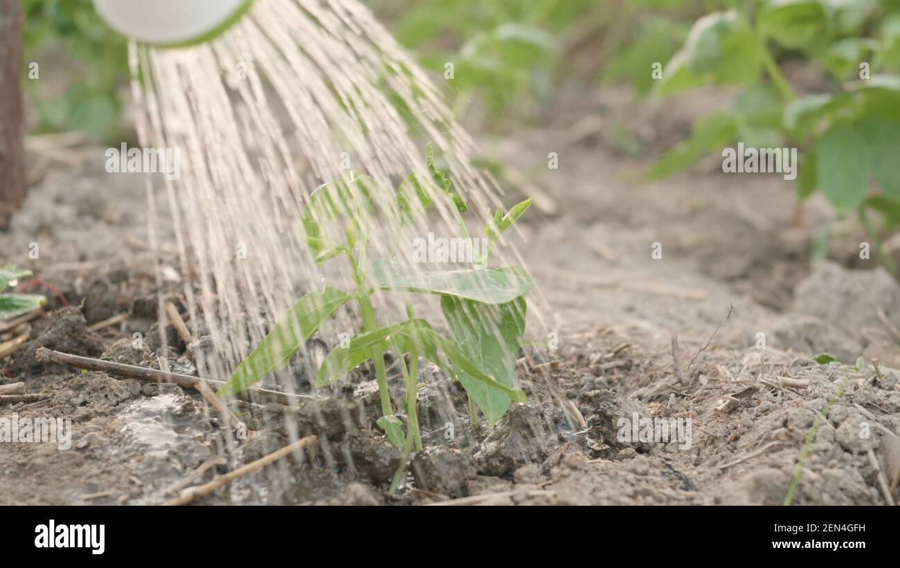Growing to learn sprouts watered from a watering canto plant tree ...
