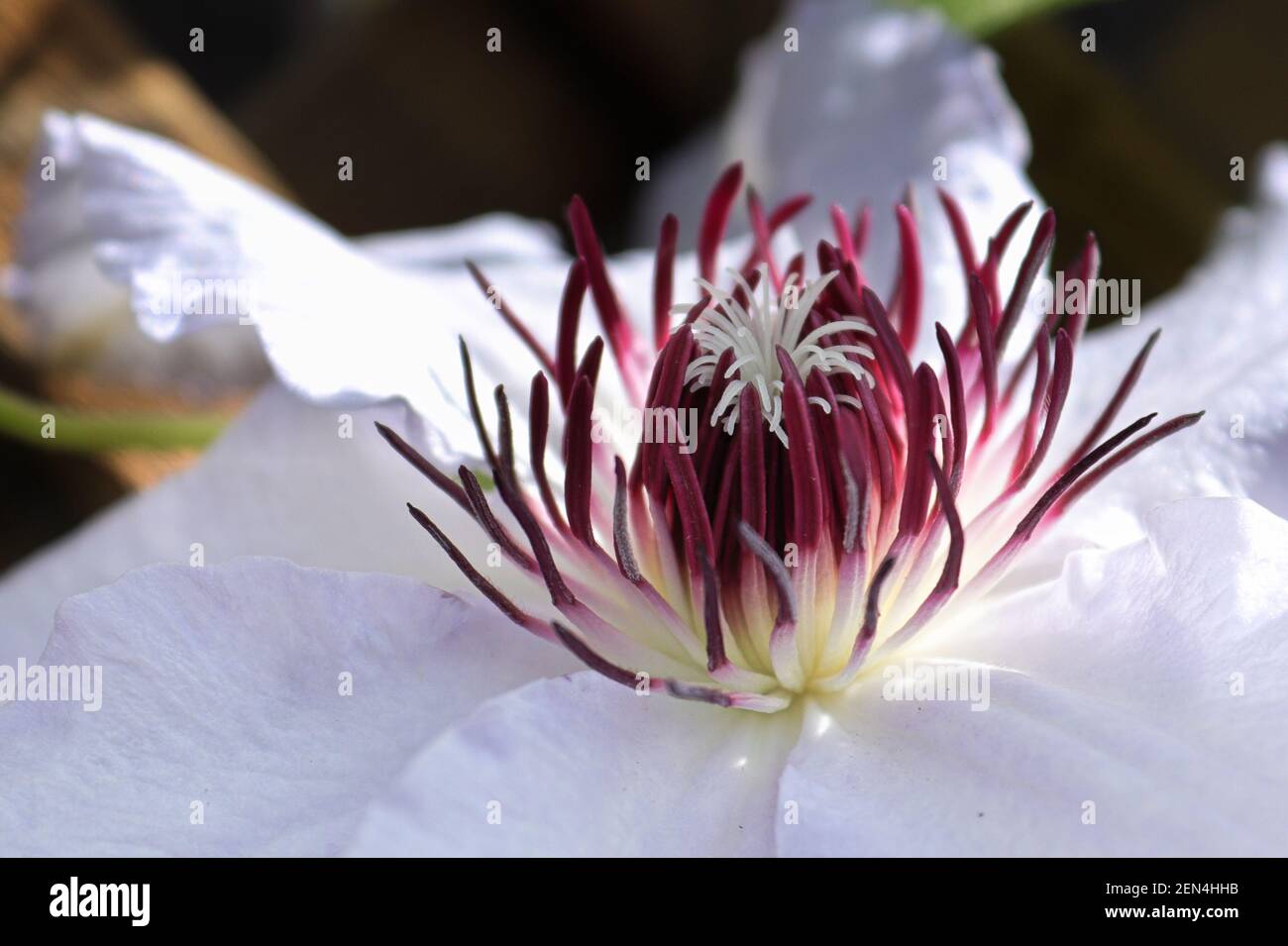 Macro of red stigma and stamen on a white clematis Stock Photo - Alamy