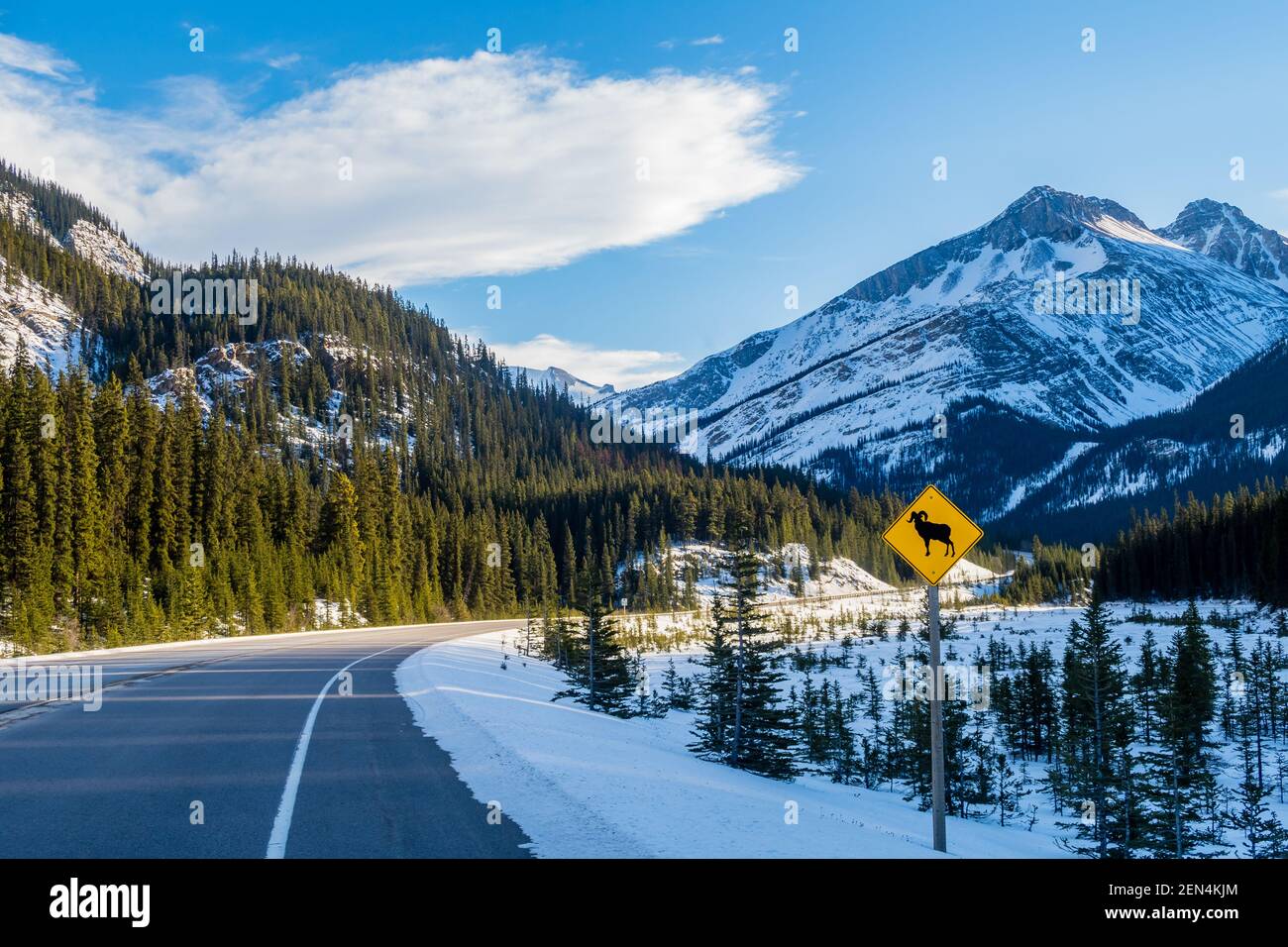 Beautiful view on the Icefields parkway (Highway 93) with a bighorn ...