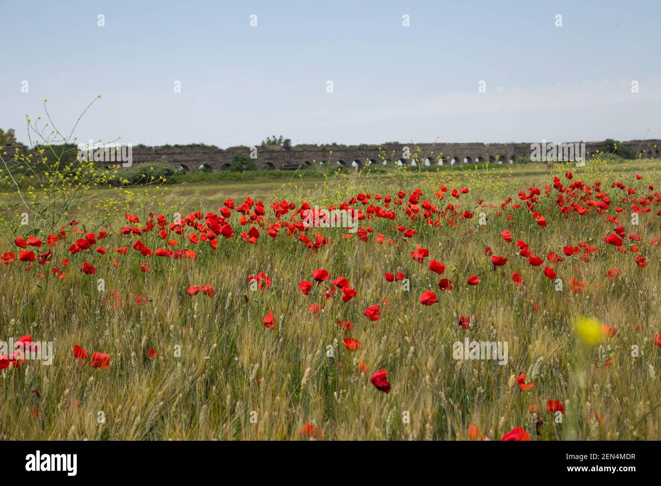 (6/6/2019) Poppies field at the Roman Aqueducts Park in Rome on a ...