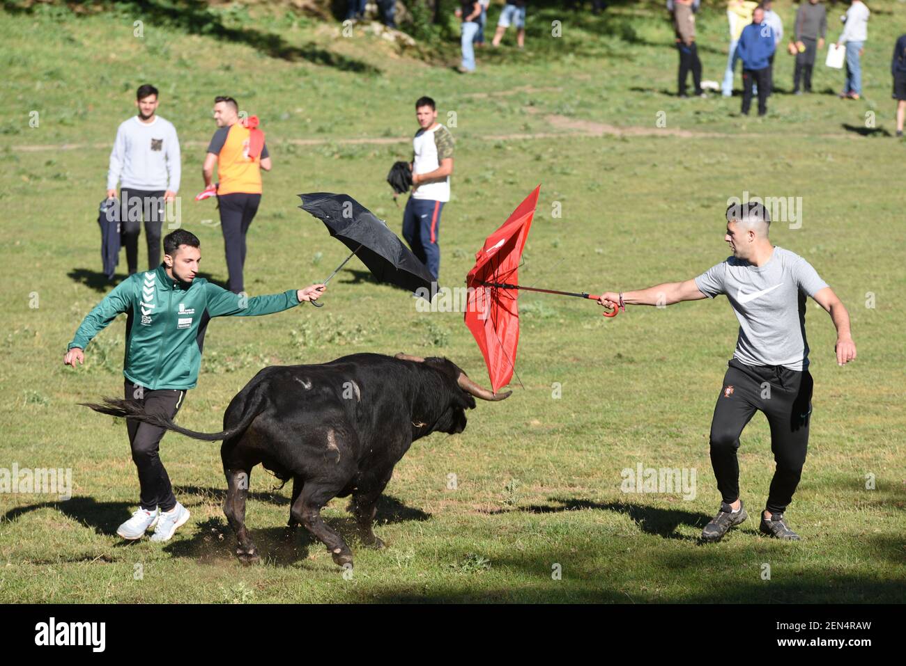 Two men test the bravery of a Ramon Sanchez ranch fighting bull during ...