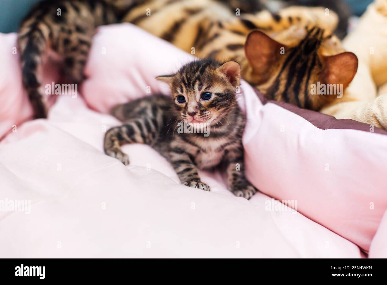 Closee-up face of Bengal newborn kittens near their mother Stock Photo ...