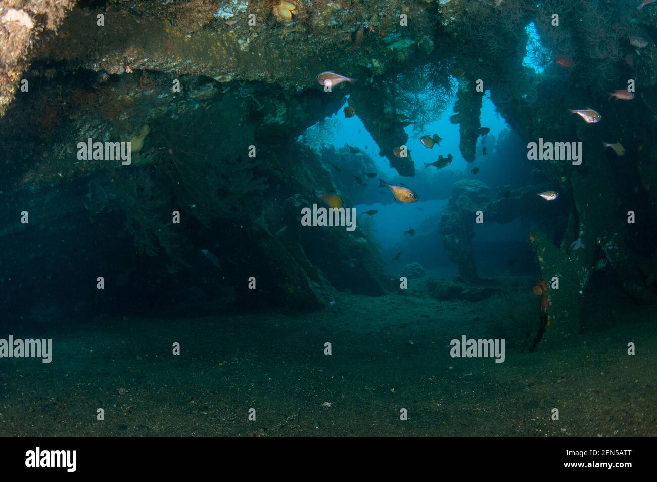 Vanikoro Sweeper, Pempheris vanicolensis, in interior of wreck, Liberty ...