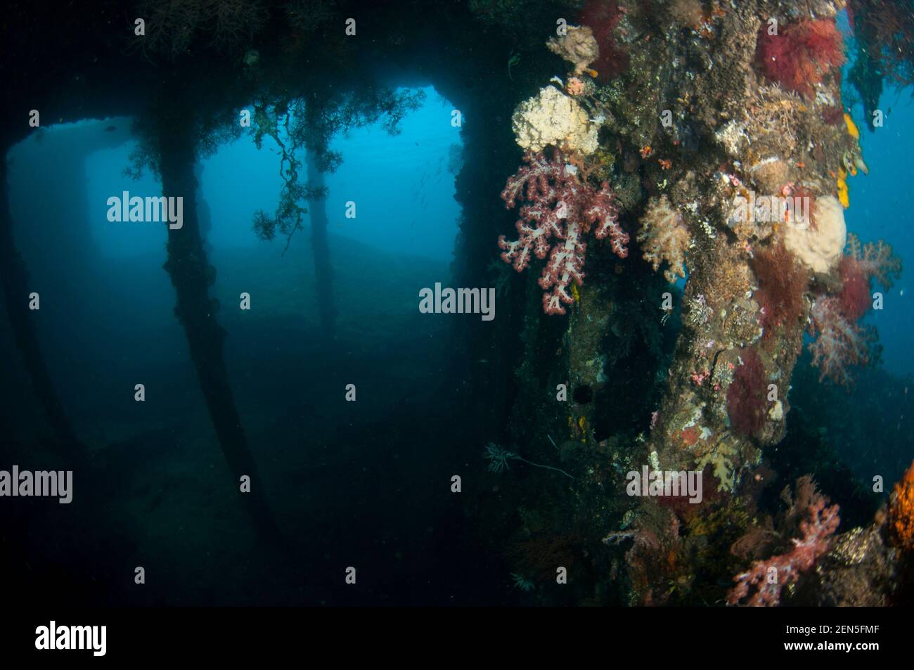 Soft Glomerate Tree Coral, Dendronephthya sp, with wreck hold with ...