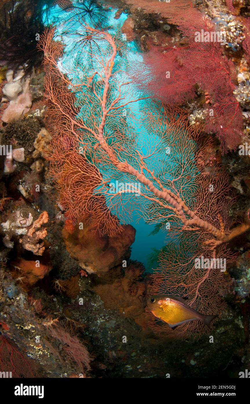 Vanikoro sweeper pempheris vanicolensis hi-res stock photography and ...