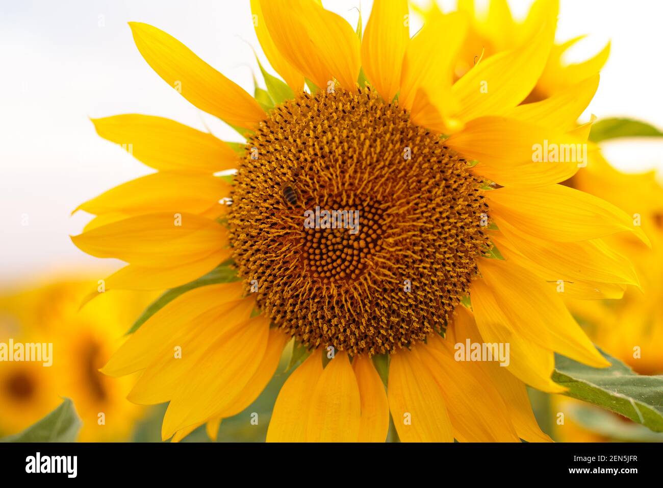Sunflower close-up at sunset, beautiful natural wallpaper soft focus ...