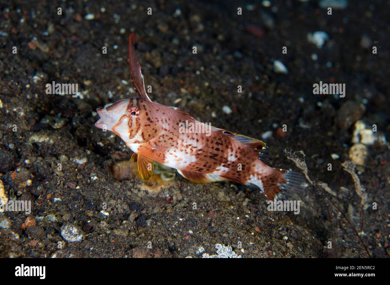 Subadult Peacock Razorfish, Iniistius pavo, with erect dorsal spine ...