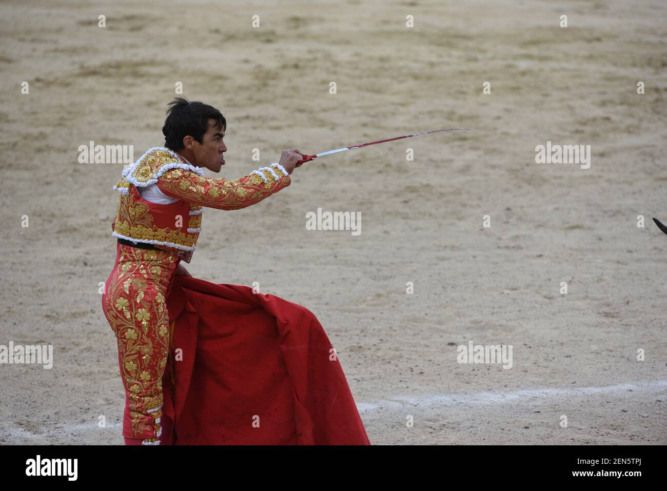 Spanish matador López Chaves prepares his sword to kill a Cuadri ranch ...