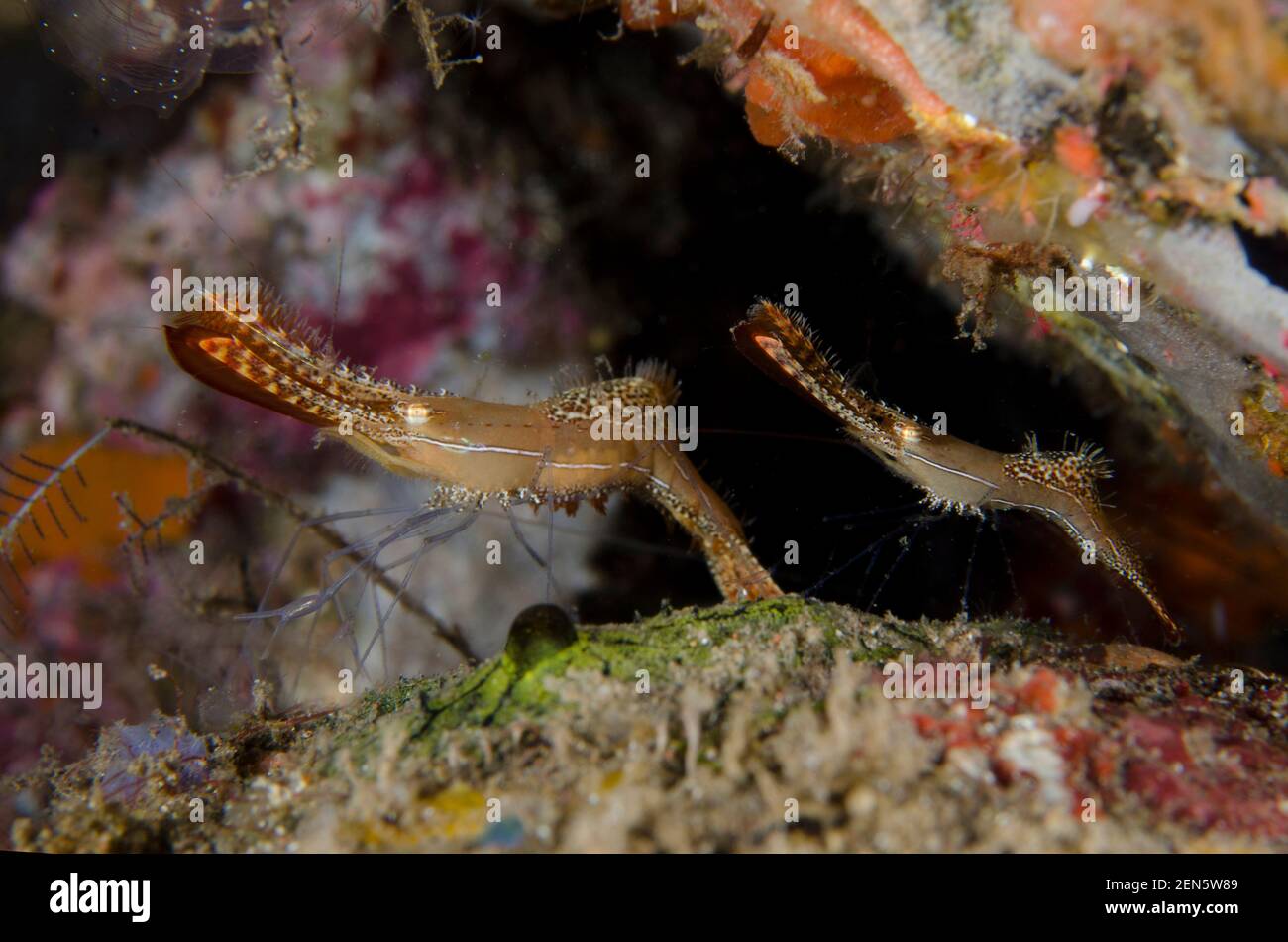 Donald duck shrimp leander plumosus hi-res stock photography and images ...