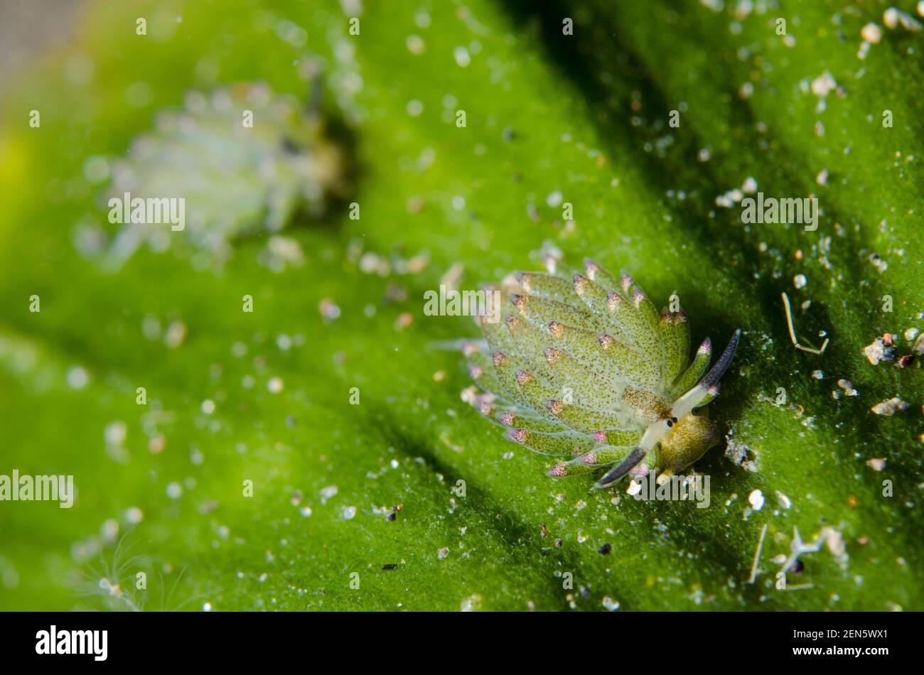 Pair of Kuro Sea Slugs, Costasiella kuroshimae, Bulakan Slope dive site ...