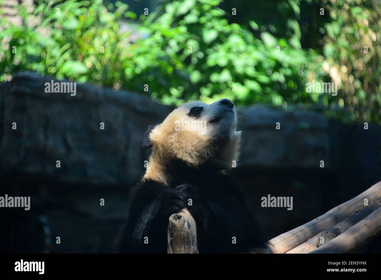 The giant panda "Pang Da Hai" rests on a wooden stant at the Beijing ...