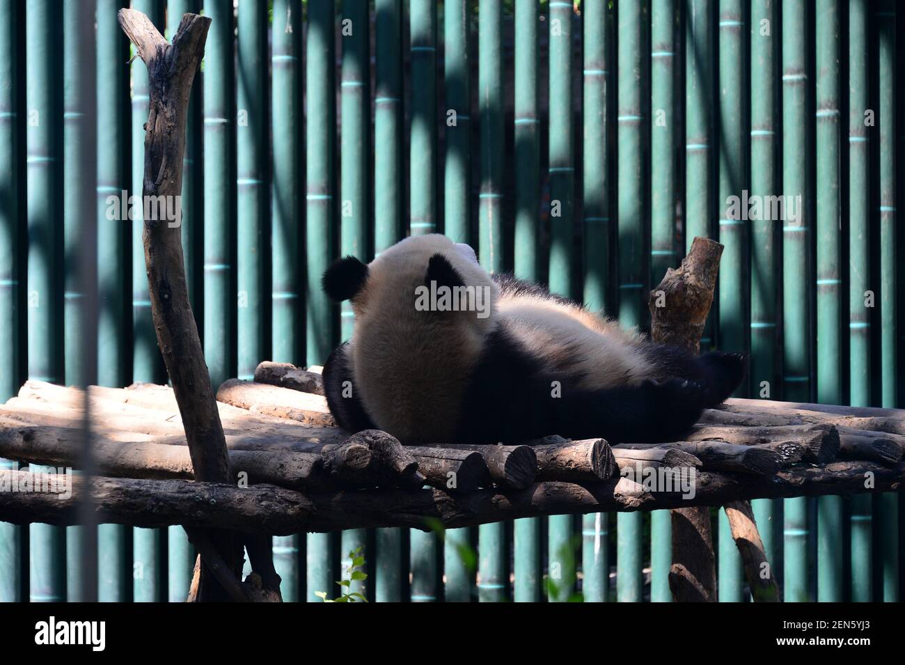 The giant panda "Pang Da Hai" rests on a wooden stant at the Beijing ...