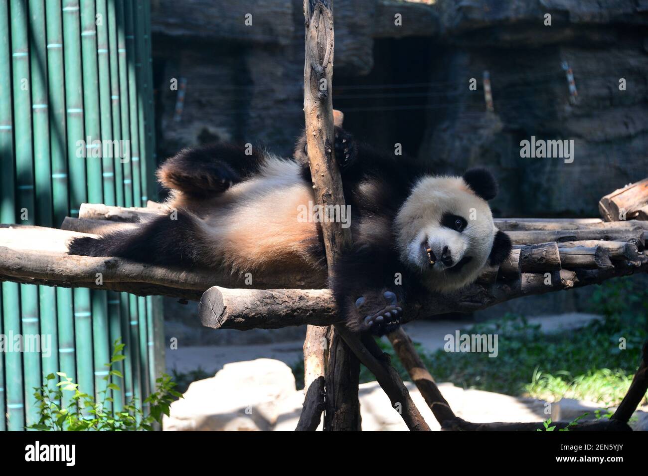 The giant panda "Pang Da Hai" rests on a wooden stant at the Beijing ...