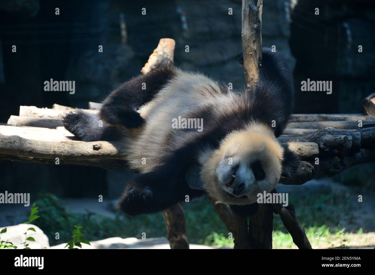 The giant panda "Pang Da Hai" rests on a wooden stant at the Beijing ...