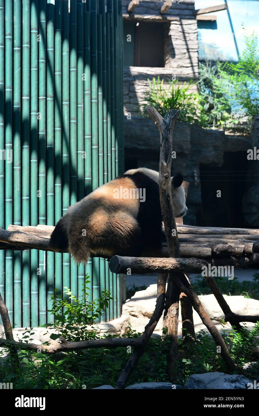 The giant panda "Pang Da Hai" rests on a wooden stant at the Beijing ...
