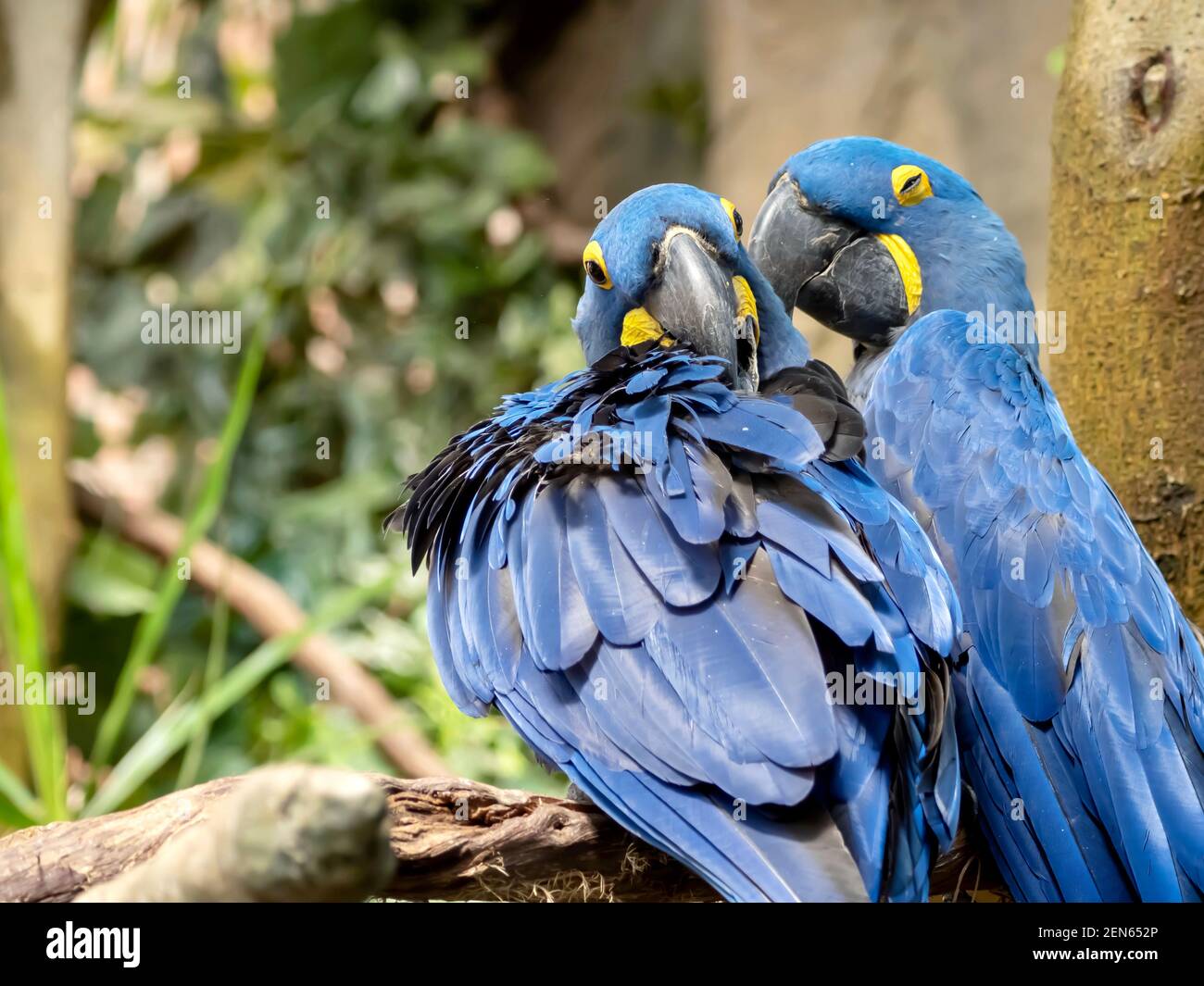 Macaw feathers macro hi-res stock photography and images - Alamy