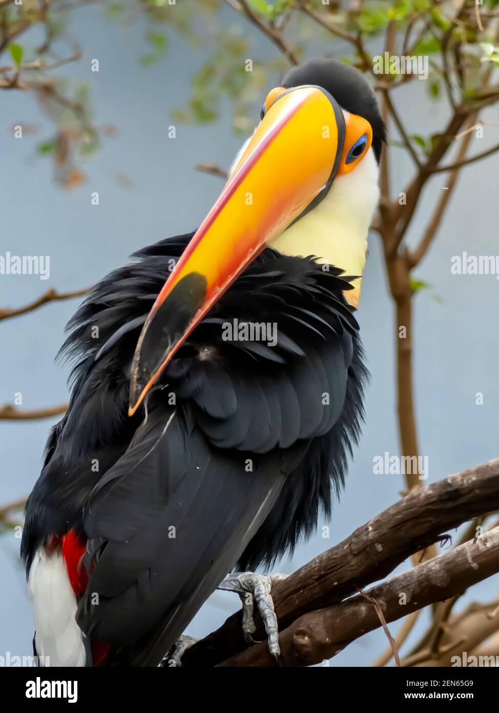 Toucan exotic tropical bird with a giant yellow beak sitting perched on ...