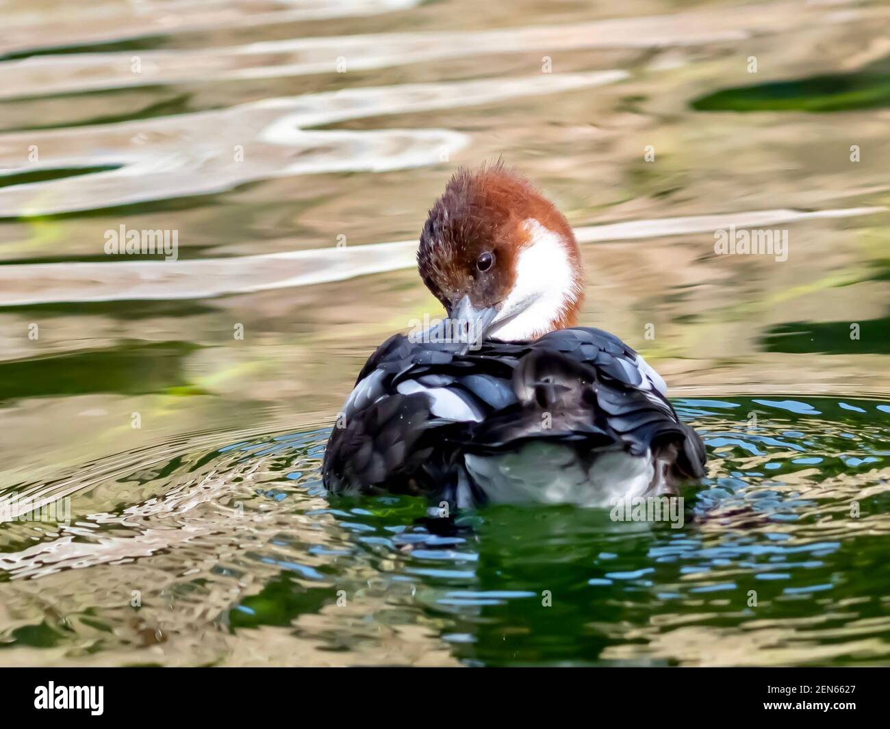 Waterfowl Duck swimming in the fresh lake water with waves rippling ...