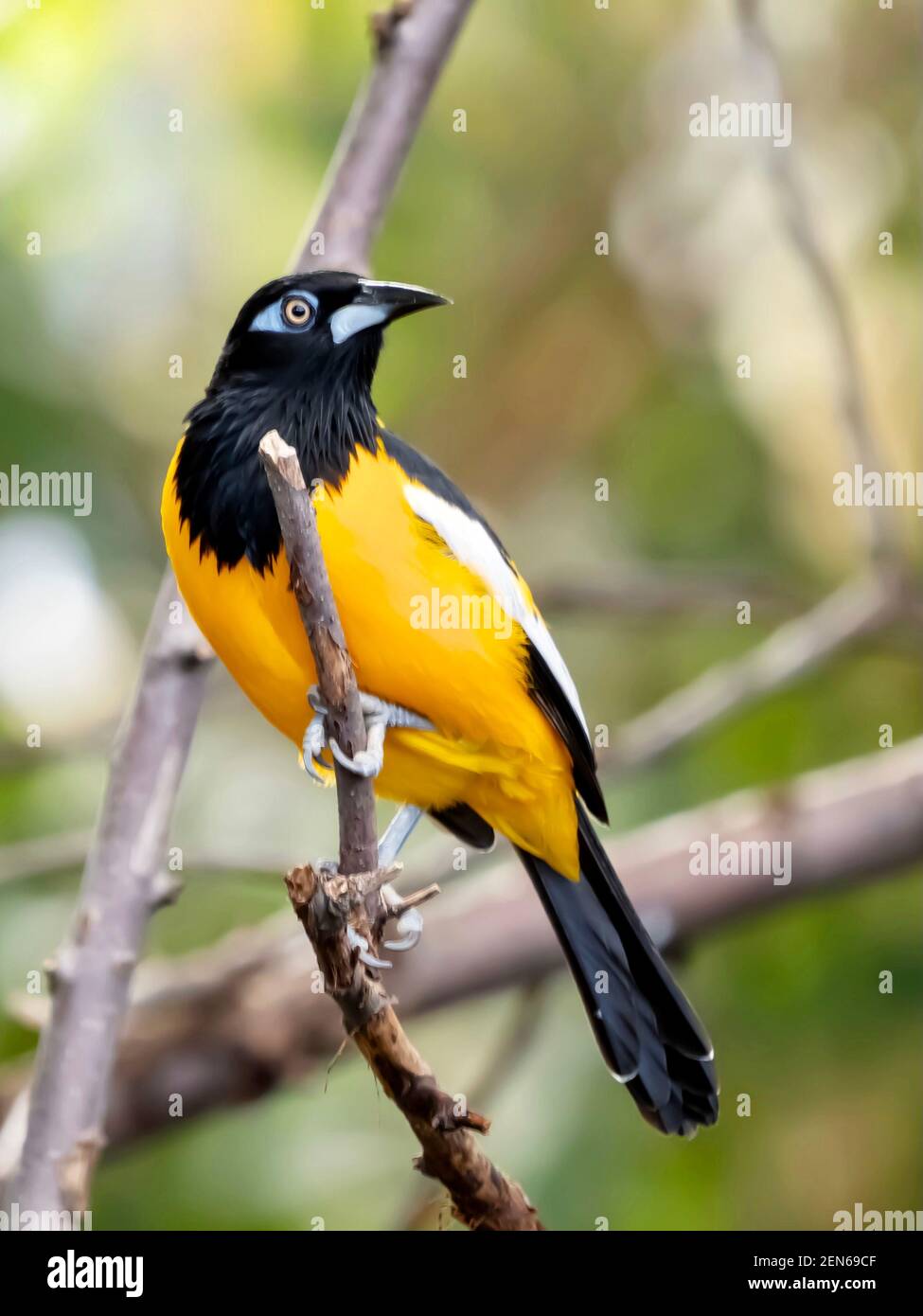 Black and Yellow bird with a white stripe on its wing, perched in ...