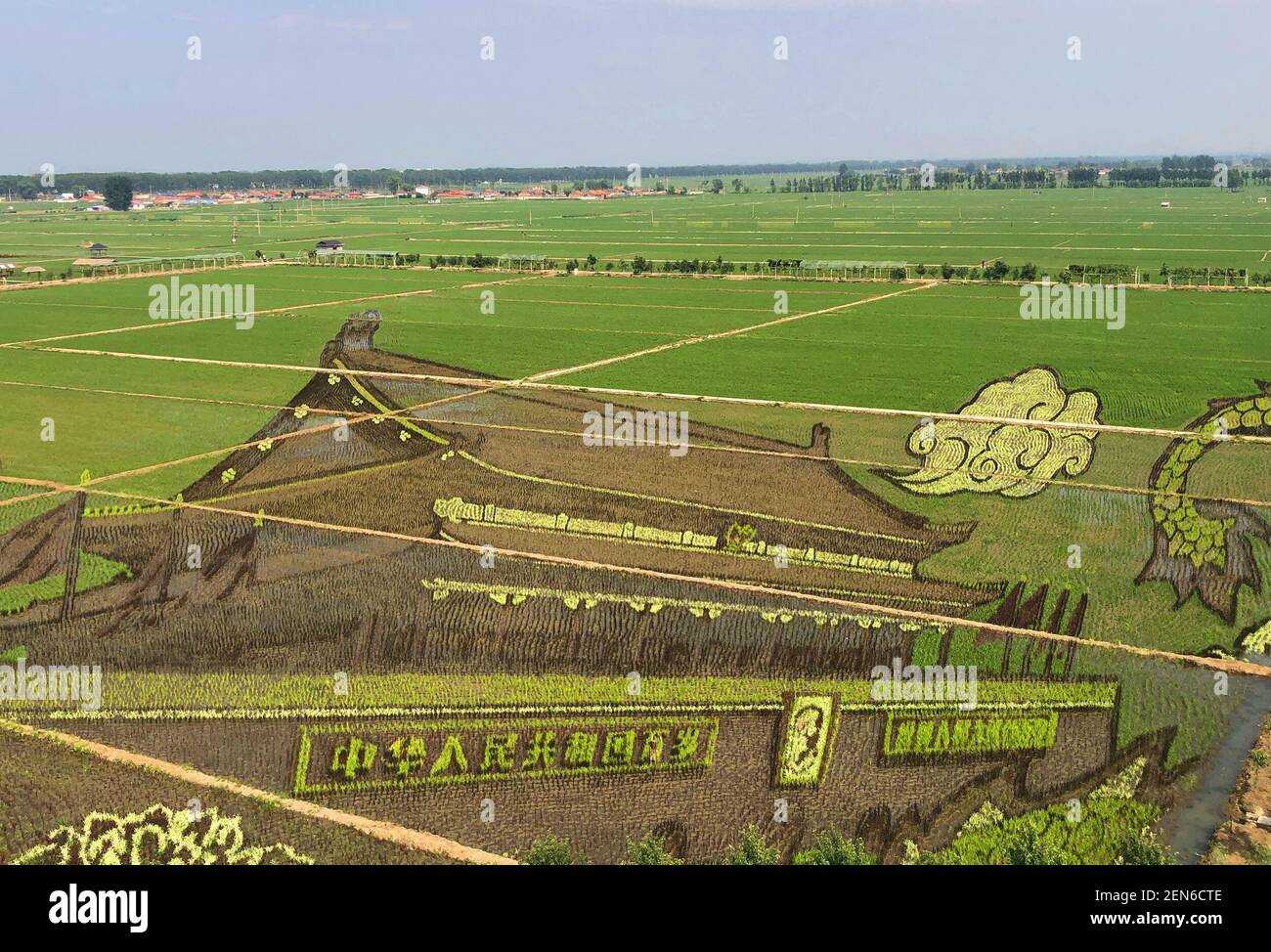 A 3D rice paddy painting featuring the shape of Tian'anmen Rostrum is ...