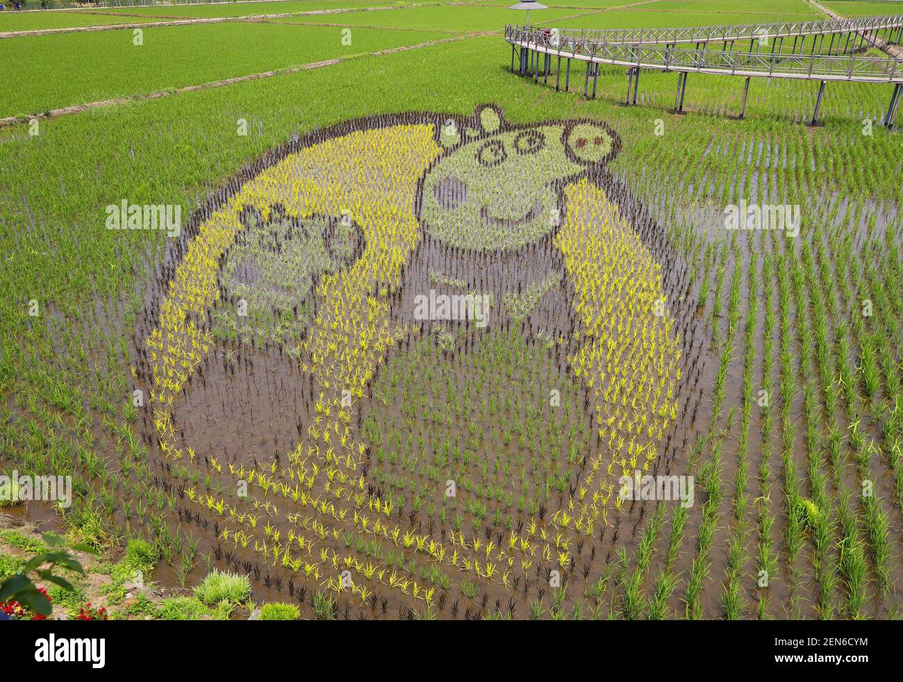 A 3D rice paddy painting featuring the shape of Peppa Pig is on display ...