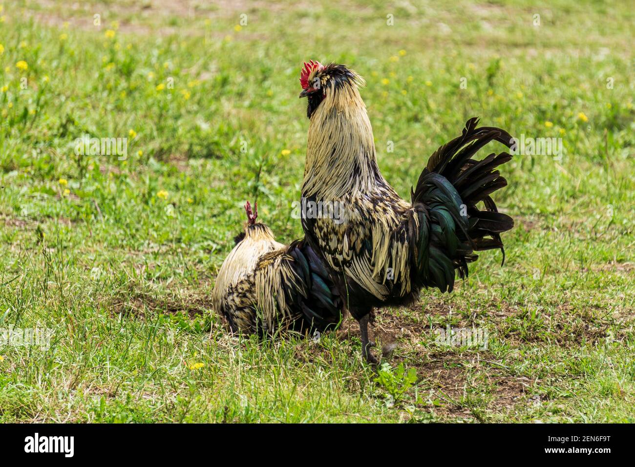 colorful rooster stands high and crows in the backyard and farm Stock ...