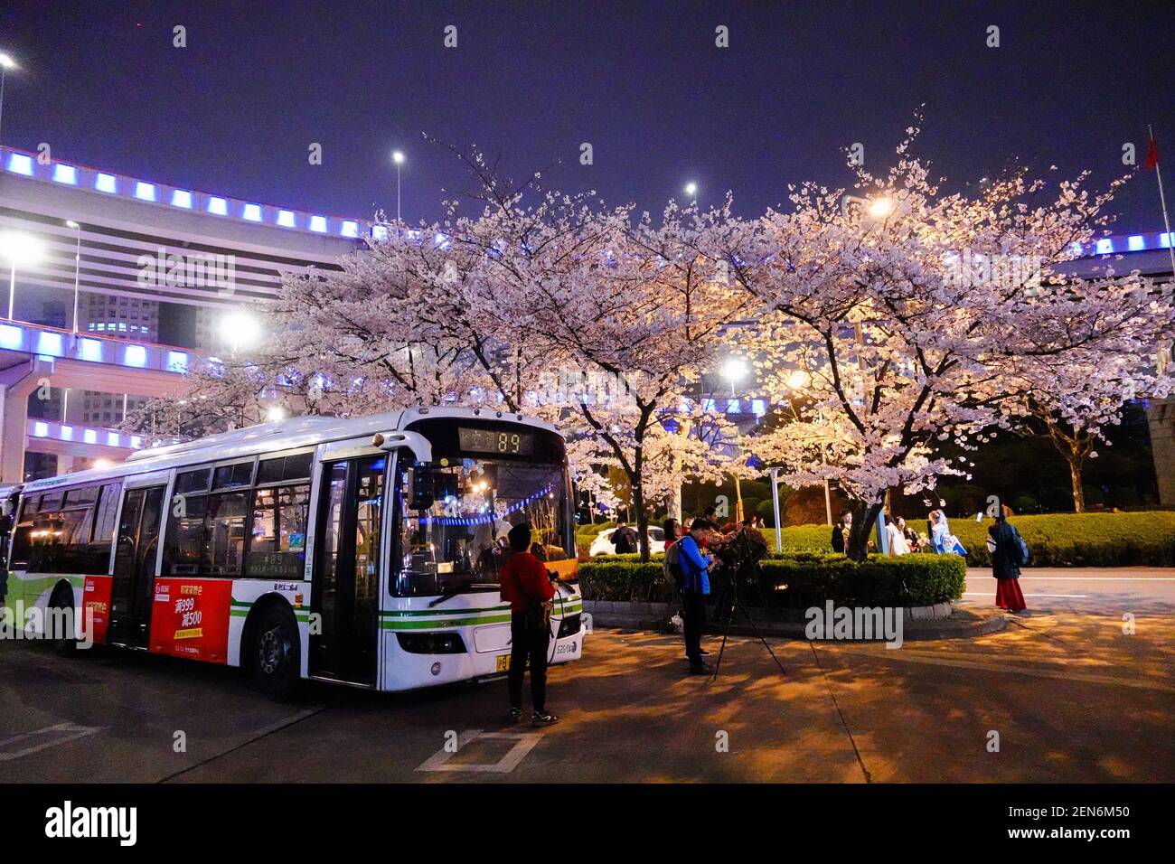 Buses are parked as cherry trees are in full blossoms at a bus stop ...