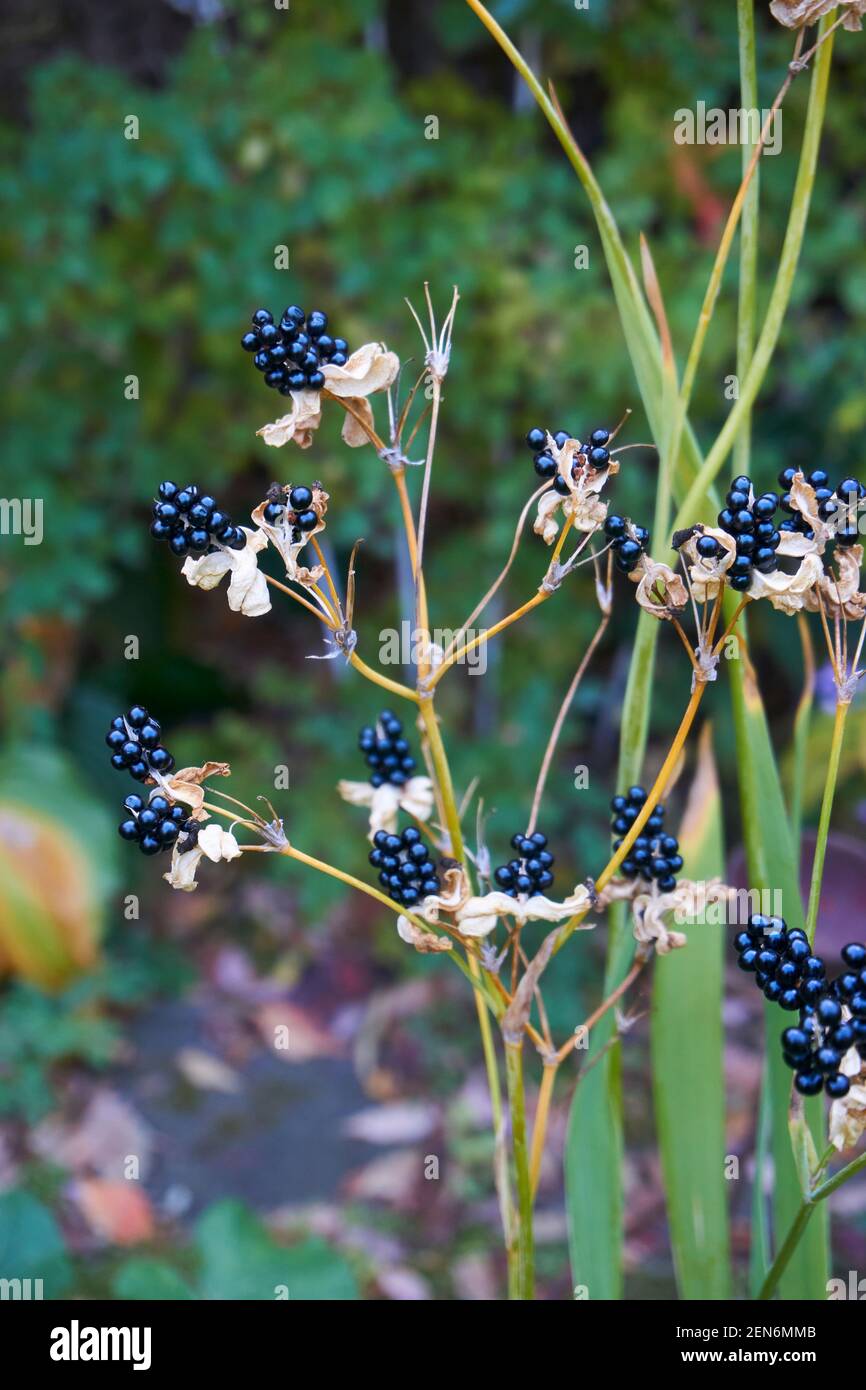 Plant with dark blue berries Stock Photo - Alamy